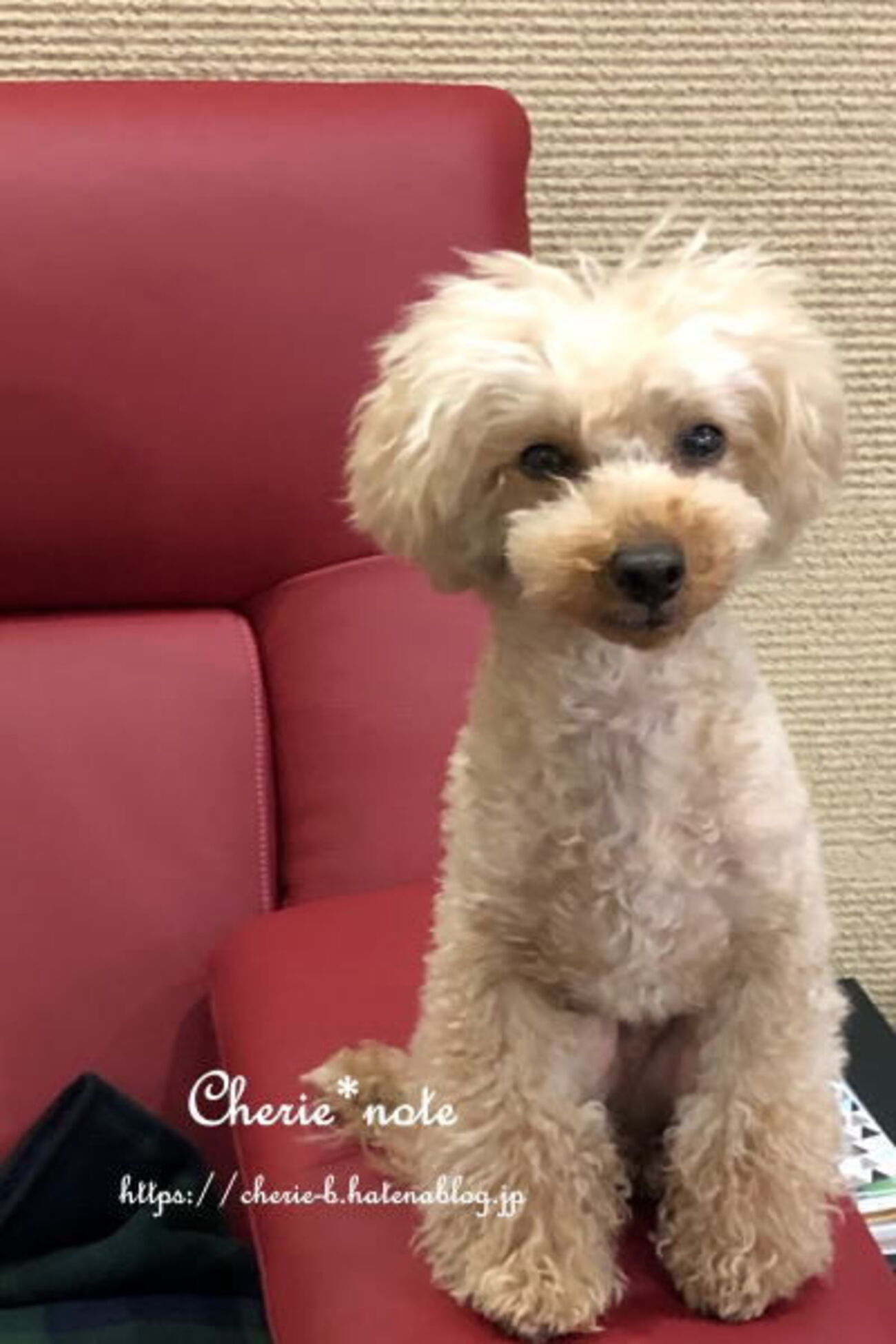 トイプードル Coconut（8歳）の 保険選び1 - Cherie* note -2018-