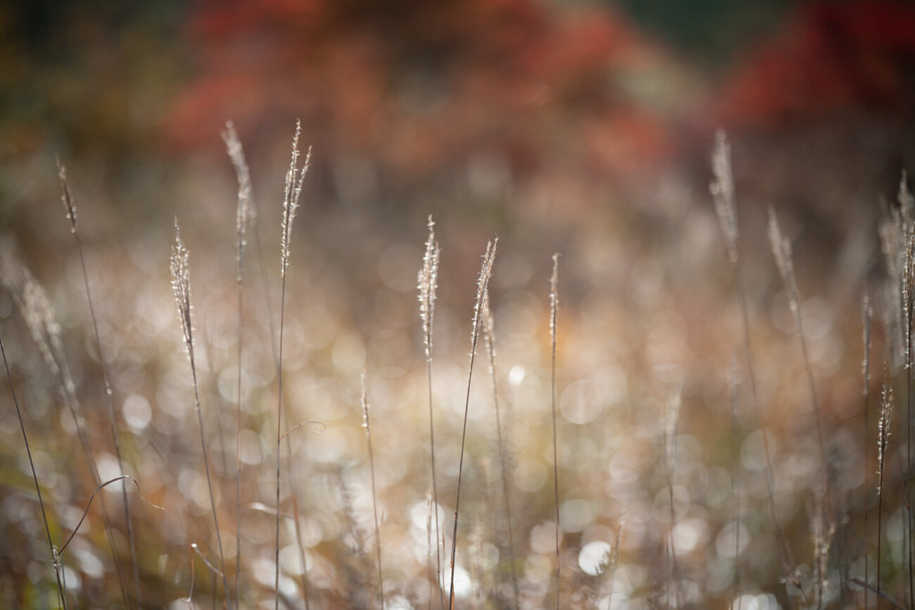 Nature snap #59 - An Ordinary Moment