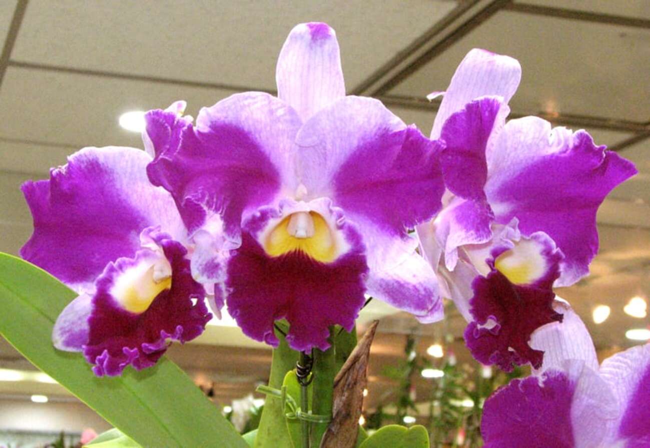 Rlc. Last Dream‘Vivian’ - カトログ !! ～ カトレヤ交配種のブログ (Hybrid Cattleya's ...