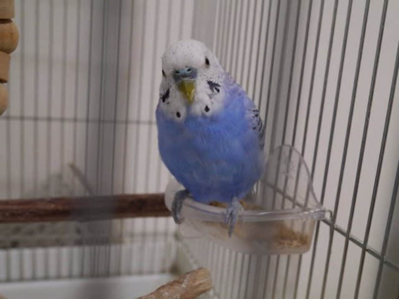 6年たちました - うさぎくん