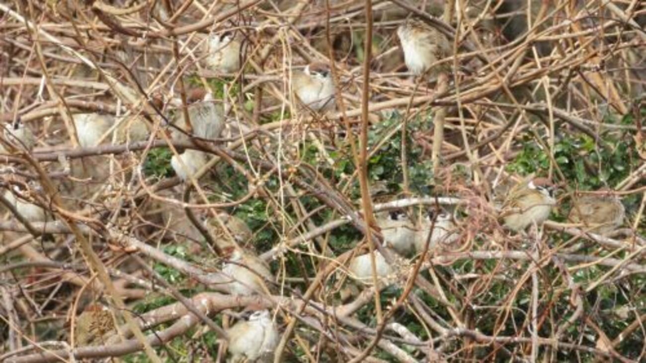 綿の木？・・・ん？ - Setubunso のお散歩日記