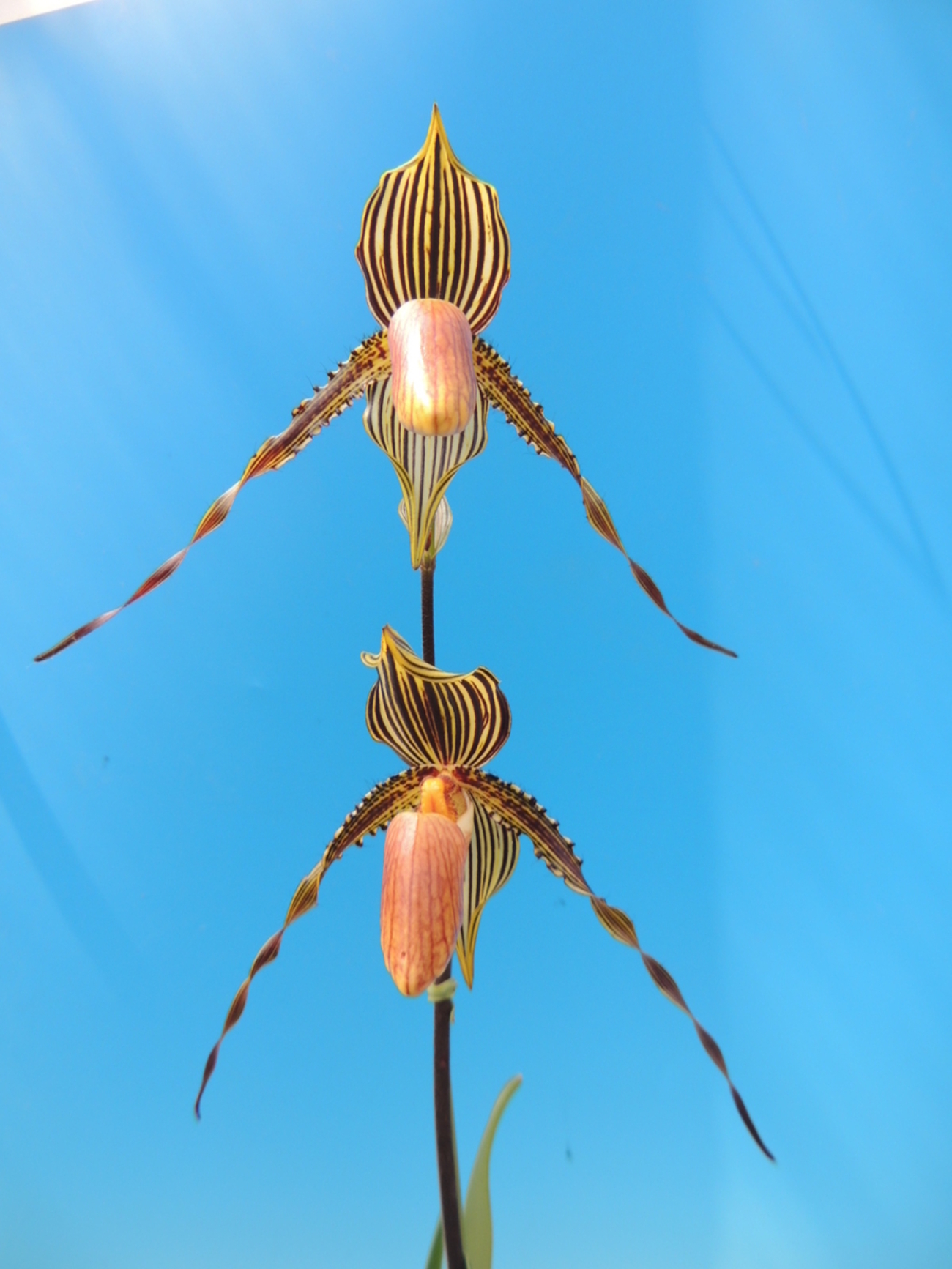 Paph.Susan Booth'Friendship' - 百花良蘭