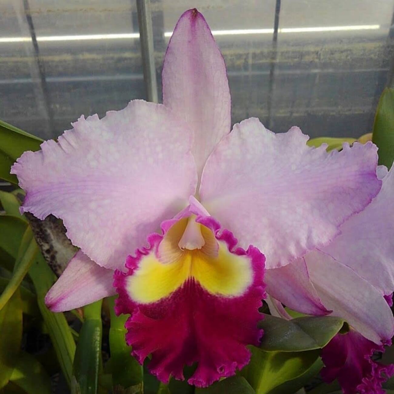 Rlc. Memorial Party‘Hanafubuki’ - カトログ !! ～ カトレヤ交配種のブログ (Hybrid ...