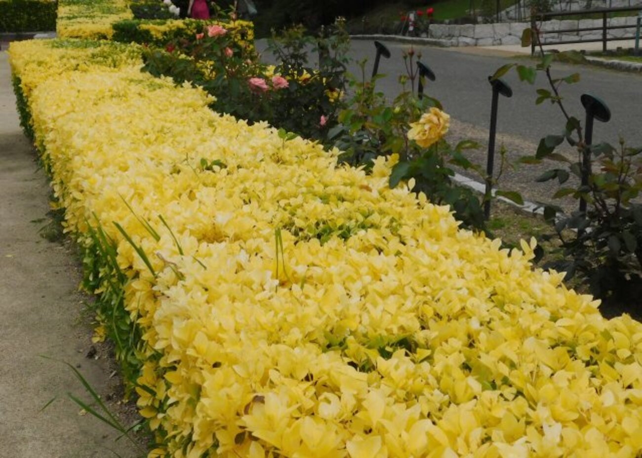 はじめまして、”oichan-2”です。 - oichan-2’s blog