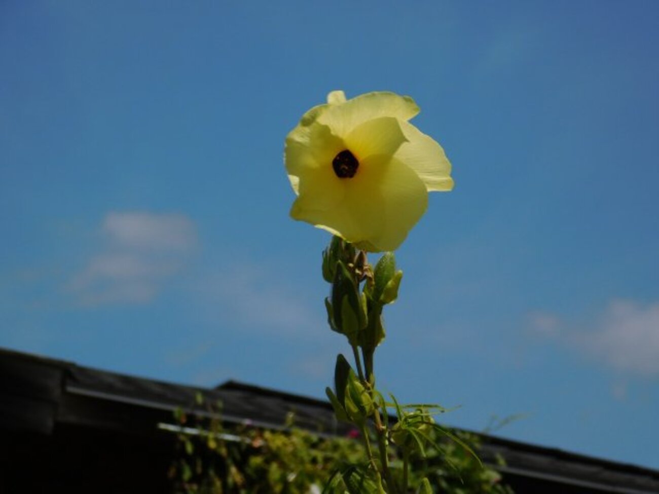 嘘つきの暴露 - oichan-2’s blog