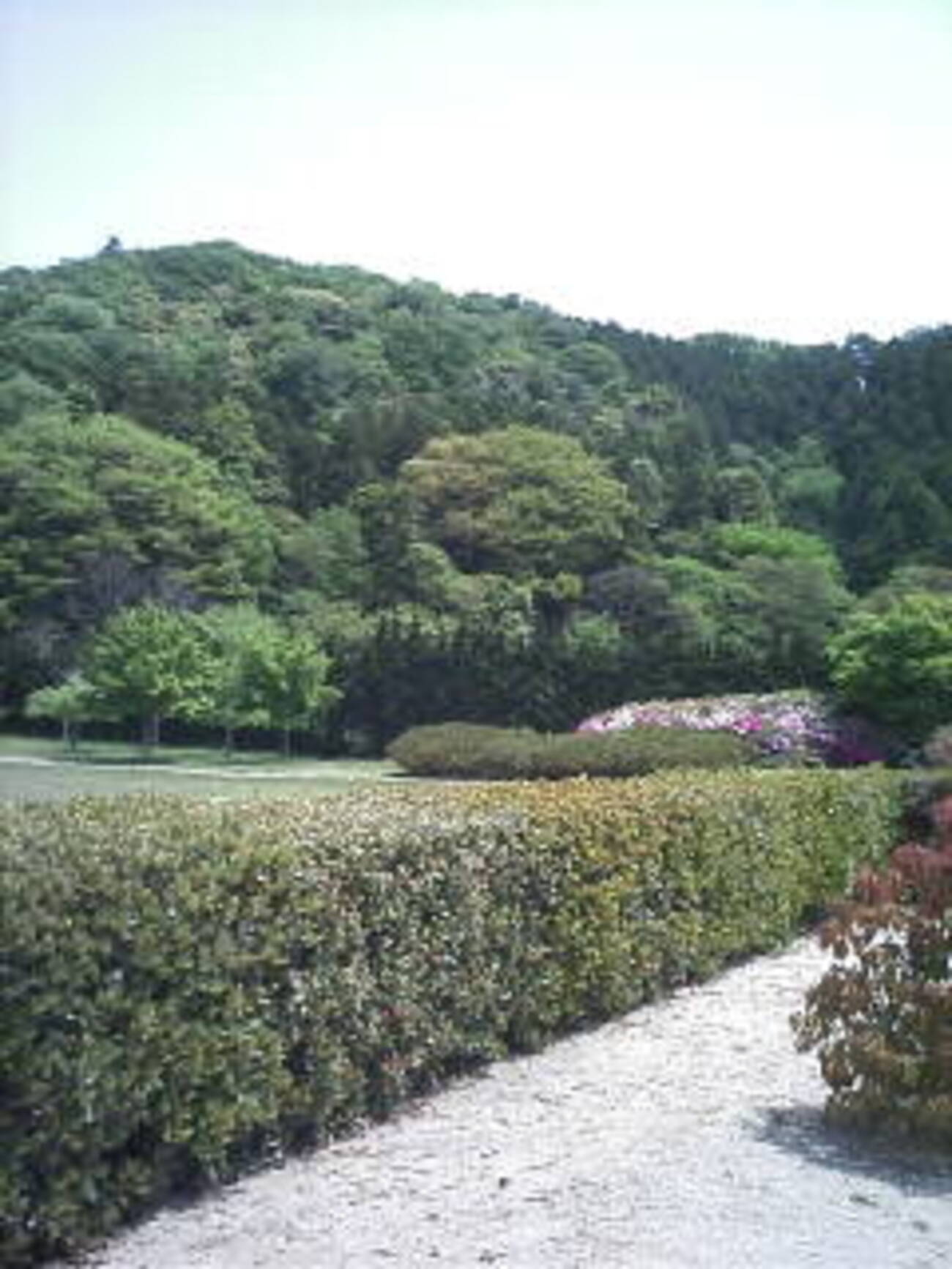 THE 山。 - Down To CLOVER ALLERGY