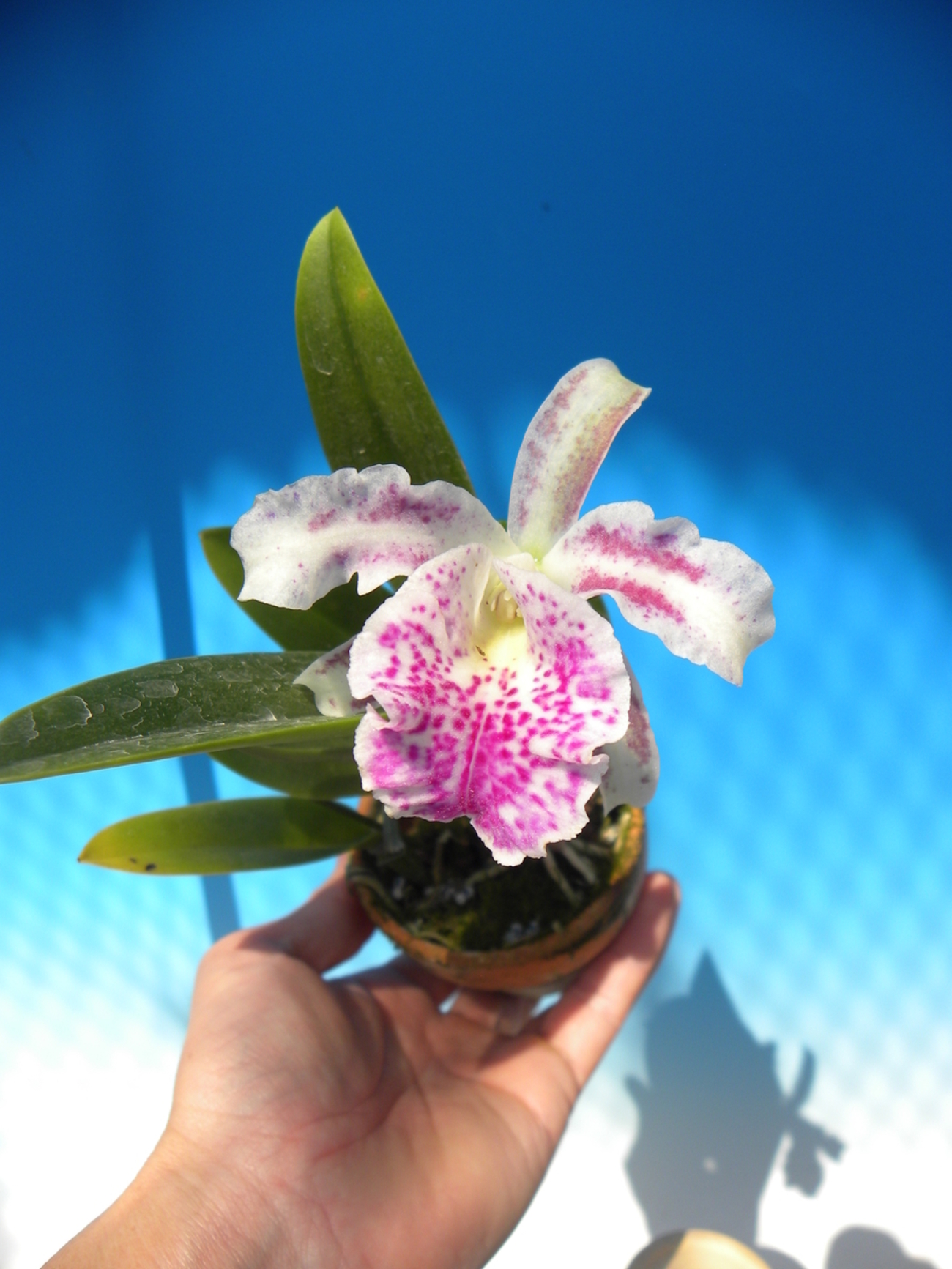 B.nodosa`Kura' x Rlc.Memoria Anna Balmores 'Convex' - 百花良蘭
