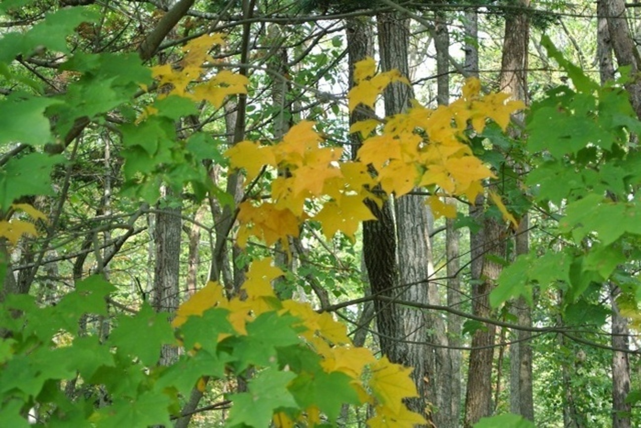 野幌森林公園に紅葉ウォーキング・・・紅葉はもう少し - yorokinoko（よろきのこ）のブログ（日記）