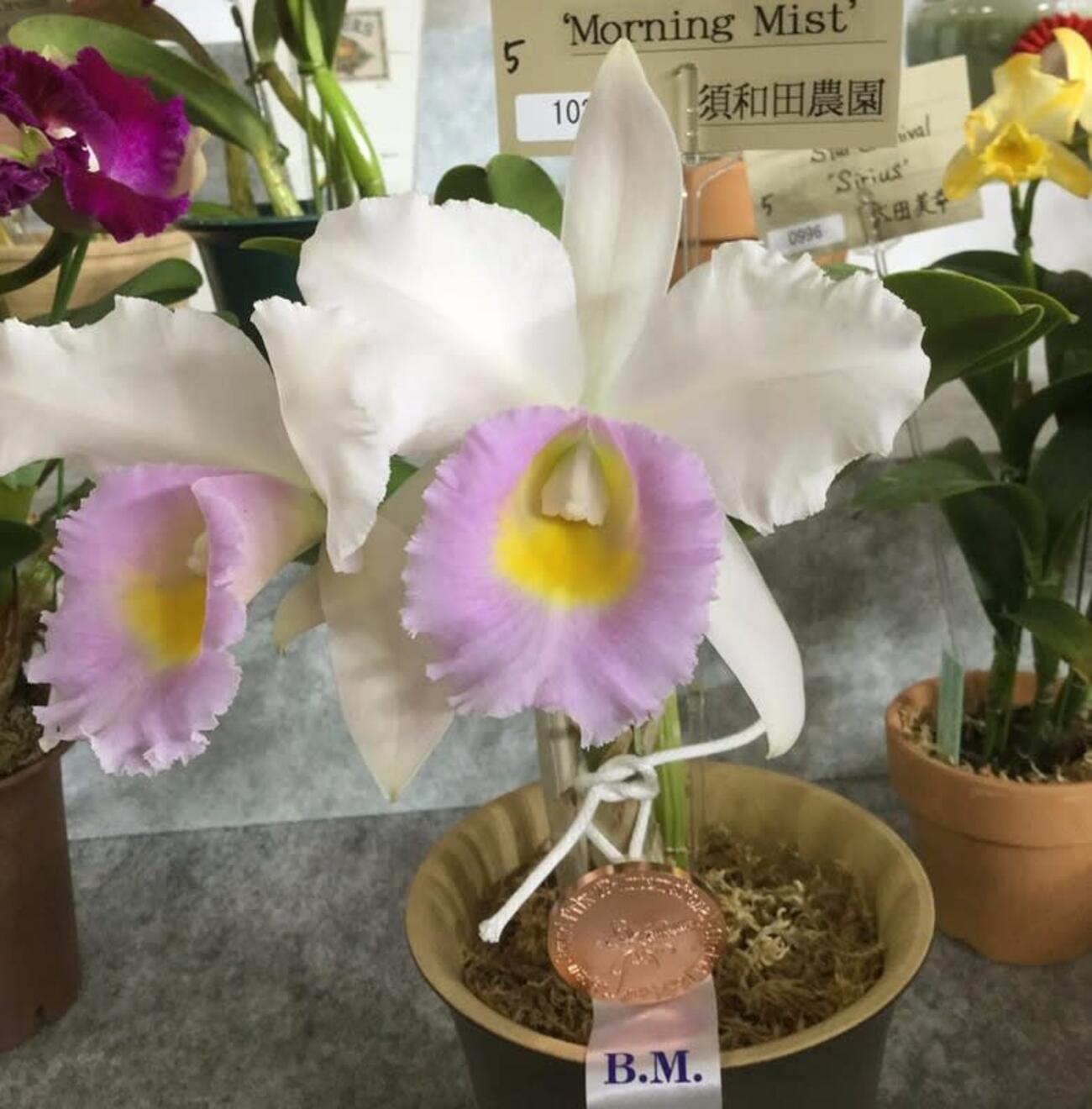 Rlc. Lady's Favorite‘Morning Mist’ - カトログ !! ～ カトレヤ交配種のブログ (Hybrid ...