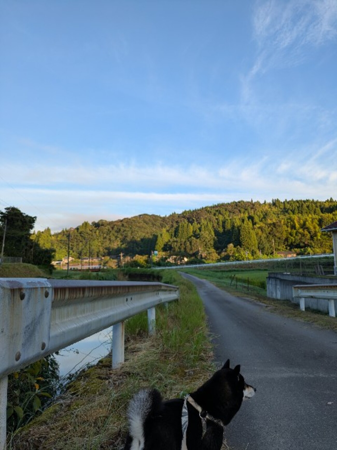 懸垂 - siba hana hana diary