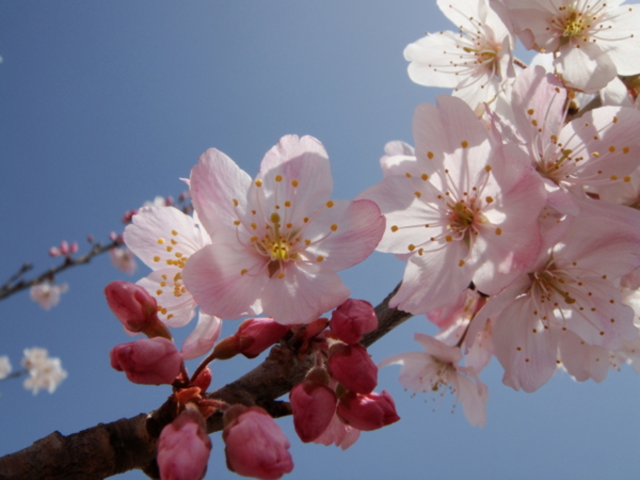 春めき桜 - knockeye’s blog