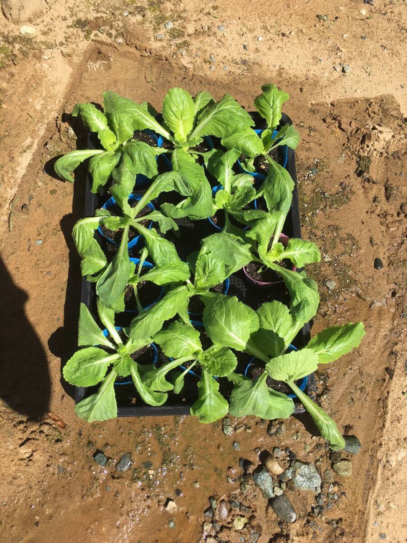 白菜植えました - tetsu_9thの目指せXXX万Blog