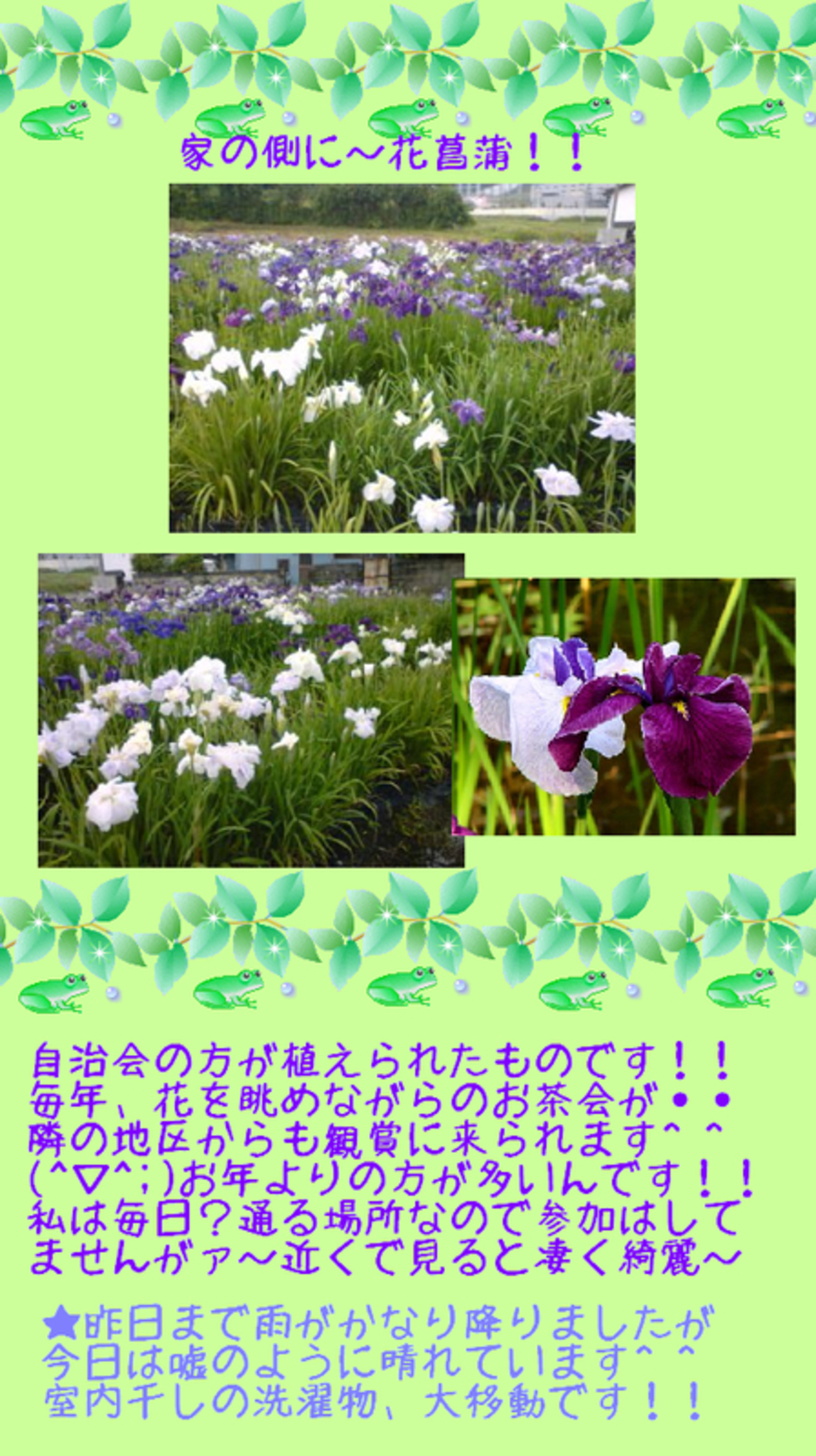 咲いてます・・ - メランコリーキッチン