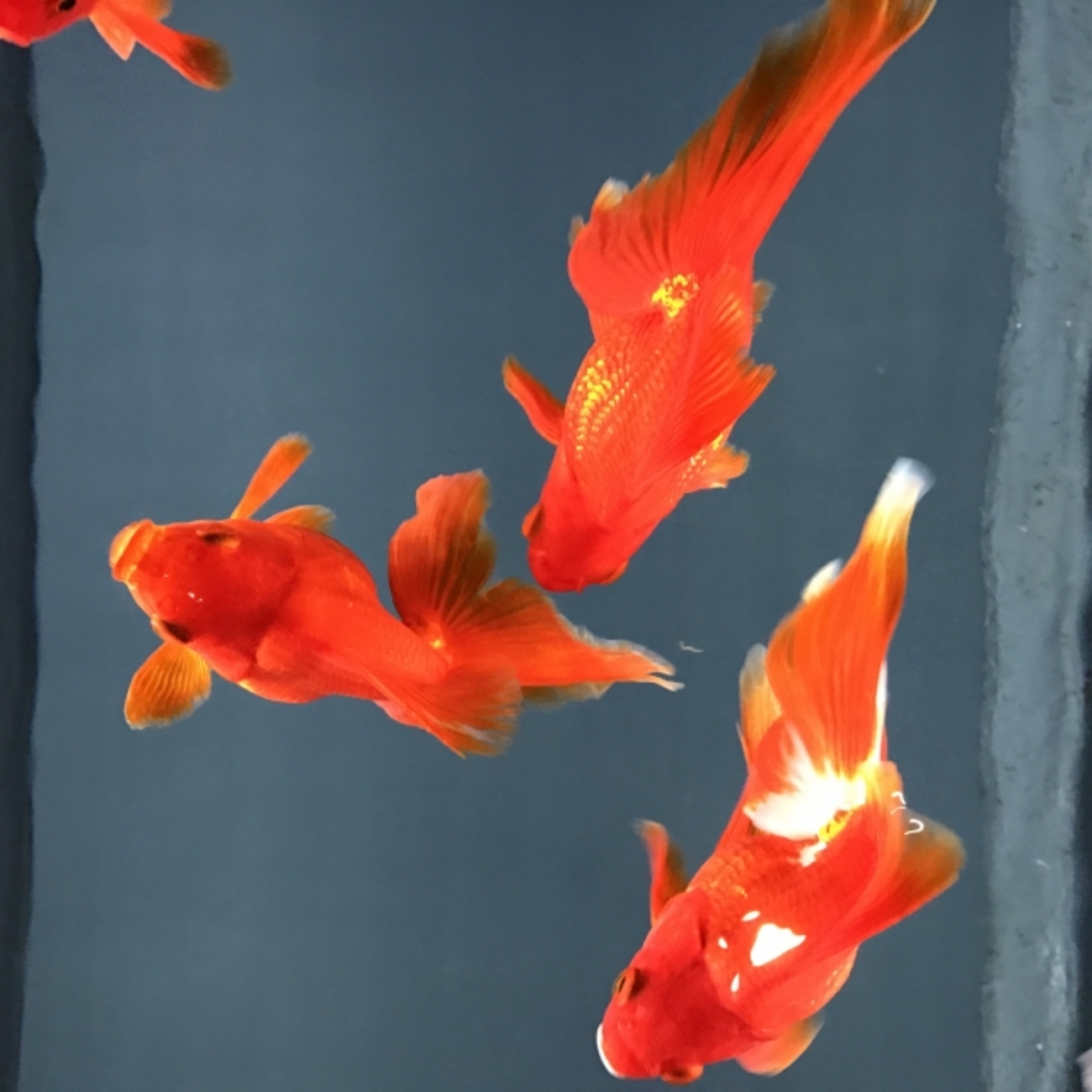 【ETF速報】日本株に新指数登場！？ 「348A MAXIS読売333日本株上場投信」 爆誕\(^o^)／ - きんぎょの高配当投資で配当生活を目指すブログ