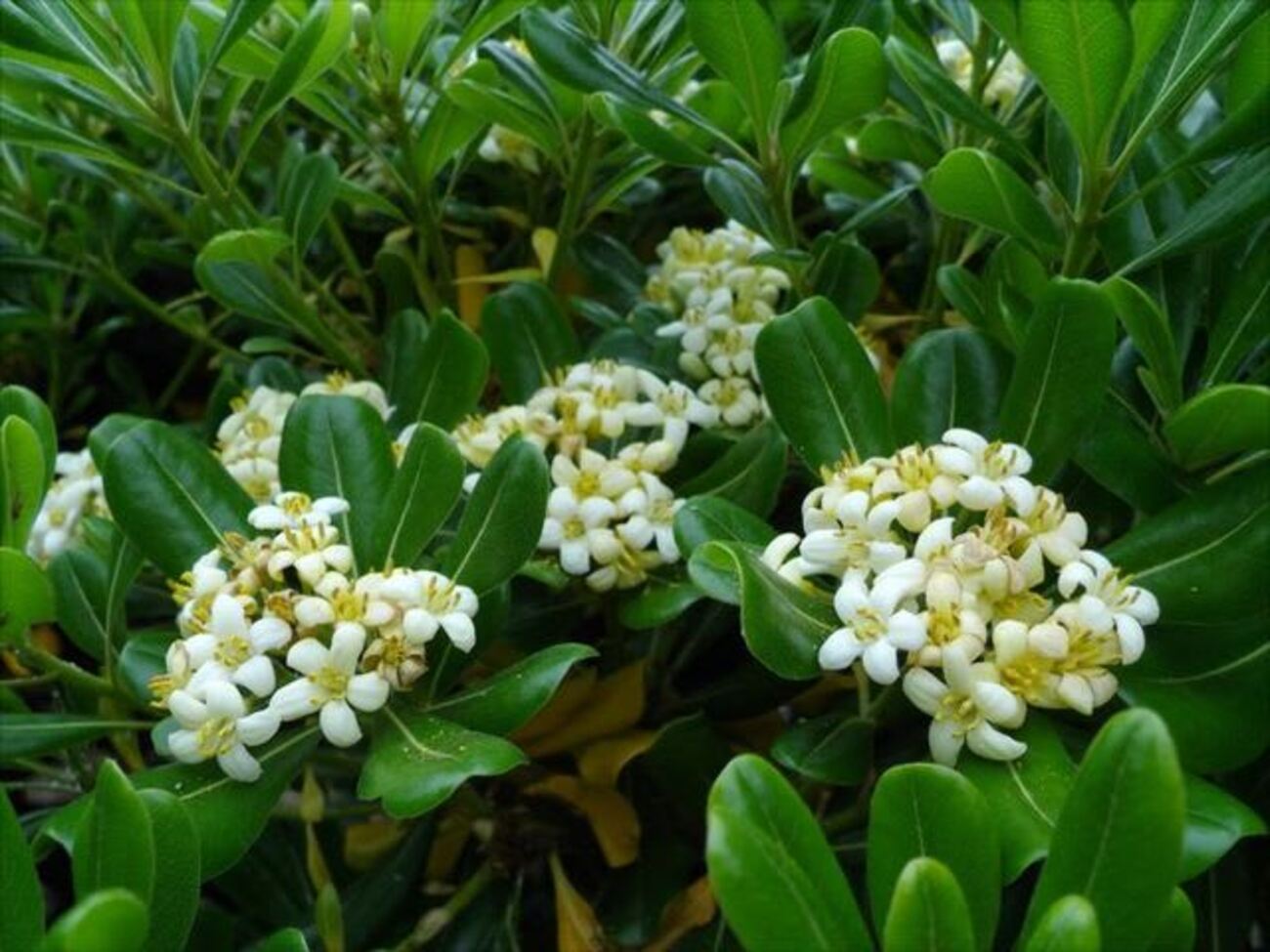 トベラ - 新宿御苑 - minhana-bei-hateのブログ