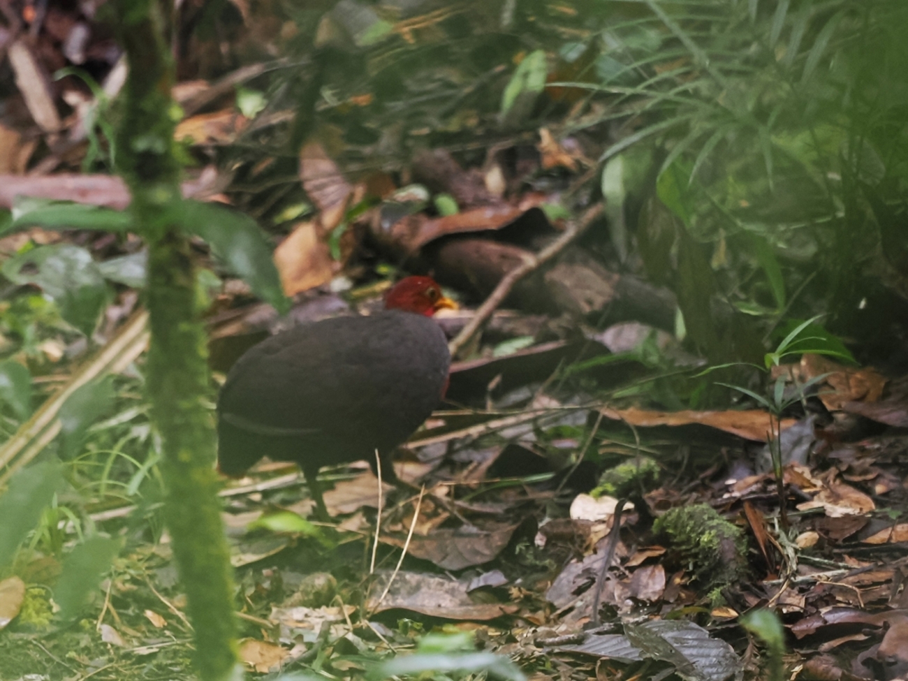 ピンボケの嬉しい2種、Bornean Shortwingとアカガシラシャコ - 鳥見っけ♪