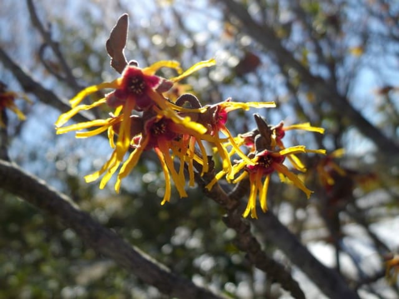 マンサク - 清水公園花ファンタジア - minhana-bei-hateのブログ