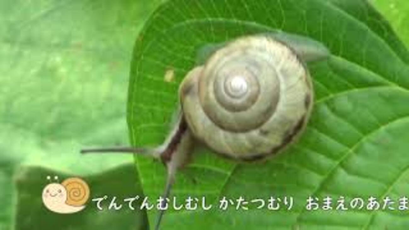 3106-映像編集の楽しみ - harasibaの日記