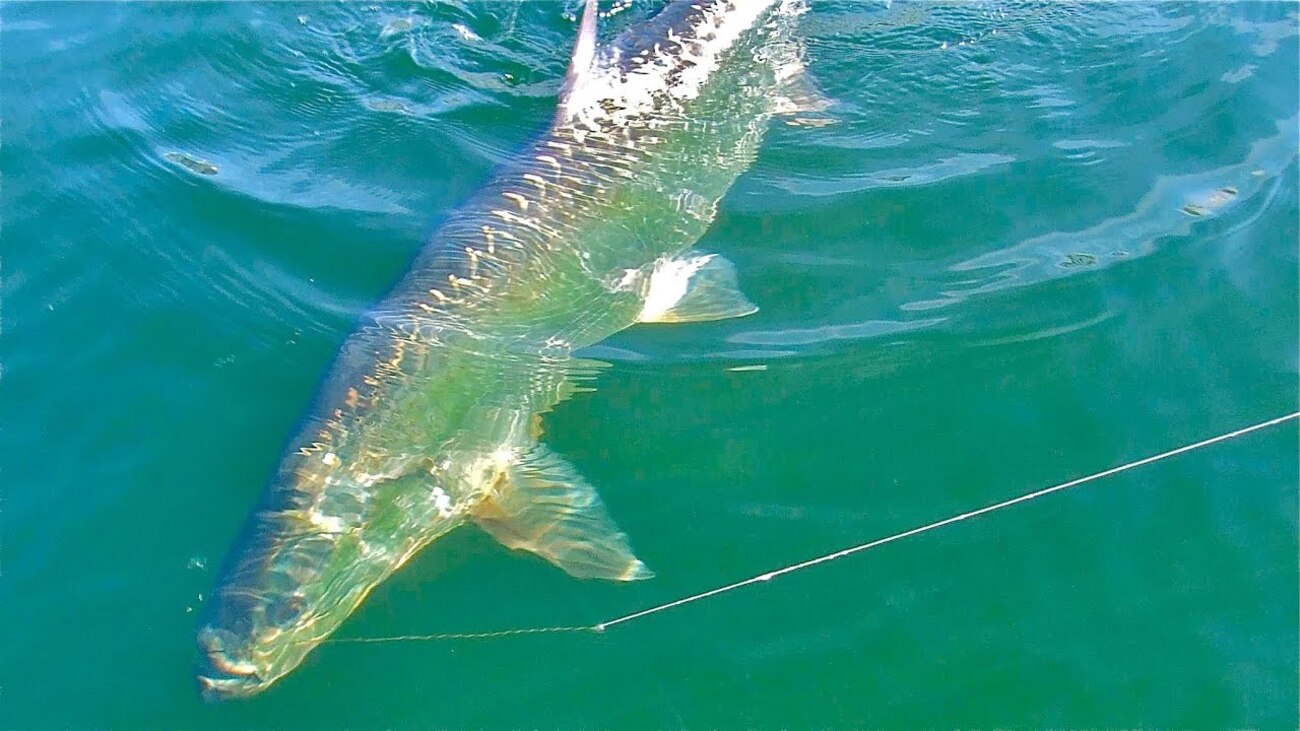 Tips For Tarpon Fishing - fishingtips’s diary