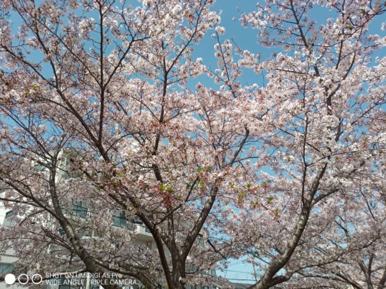 天才発明家ーニコラ・テスラ - oichan-2’s blog