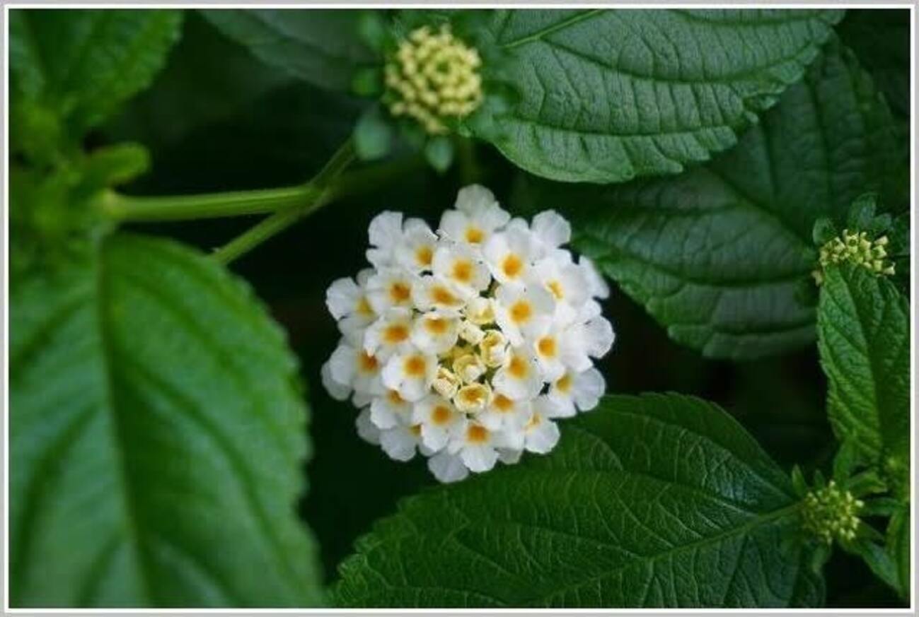 ランタナ - hiroの花便り part2