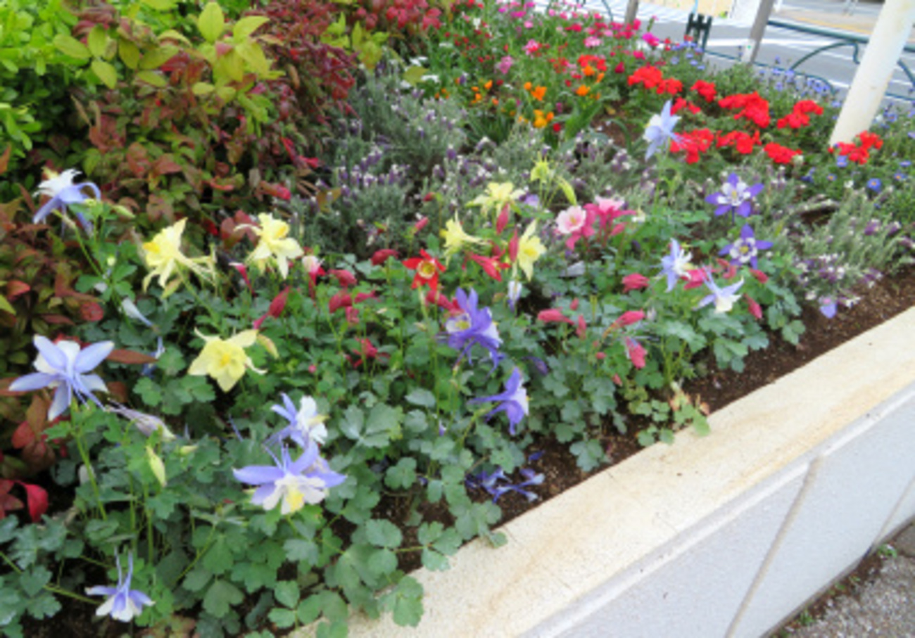 2021／4／6 バス通の花壇：西洋オダマキ他 - Niwa niha Hana（庭には花）