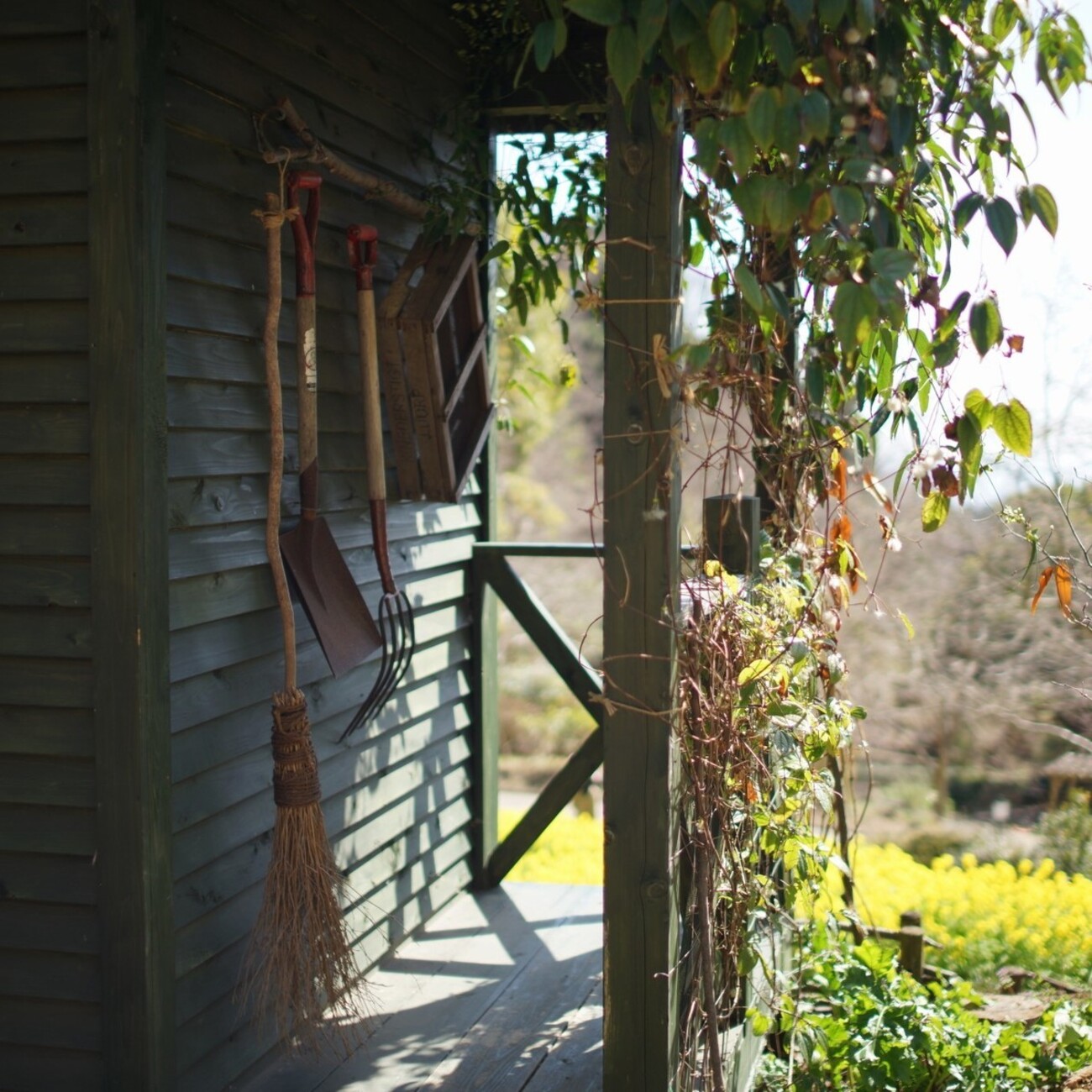 昔のレンズで撮ってきた。 - moyo : : diary