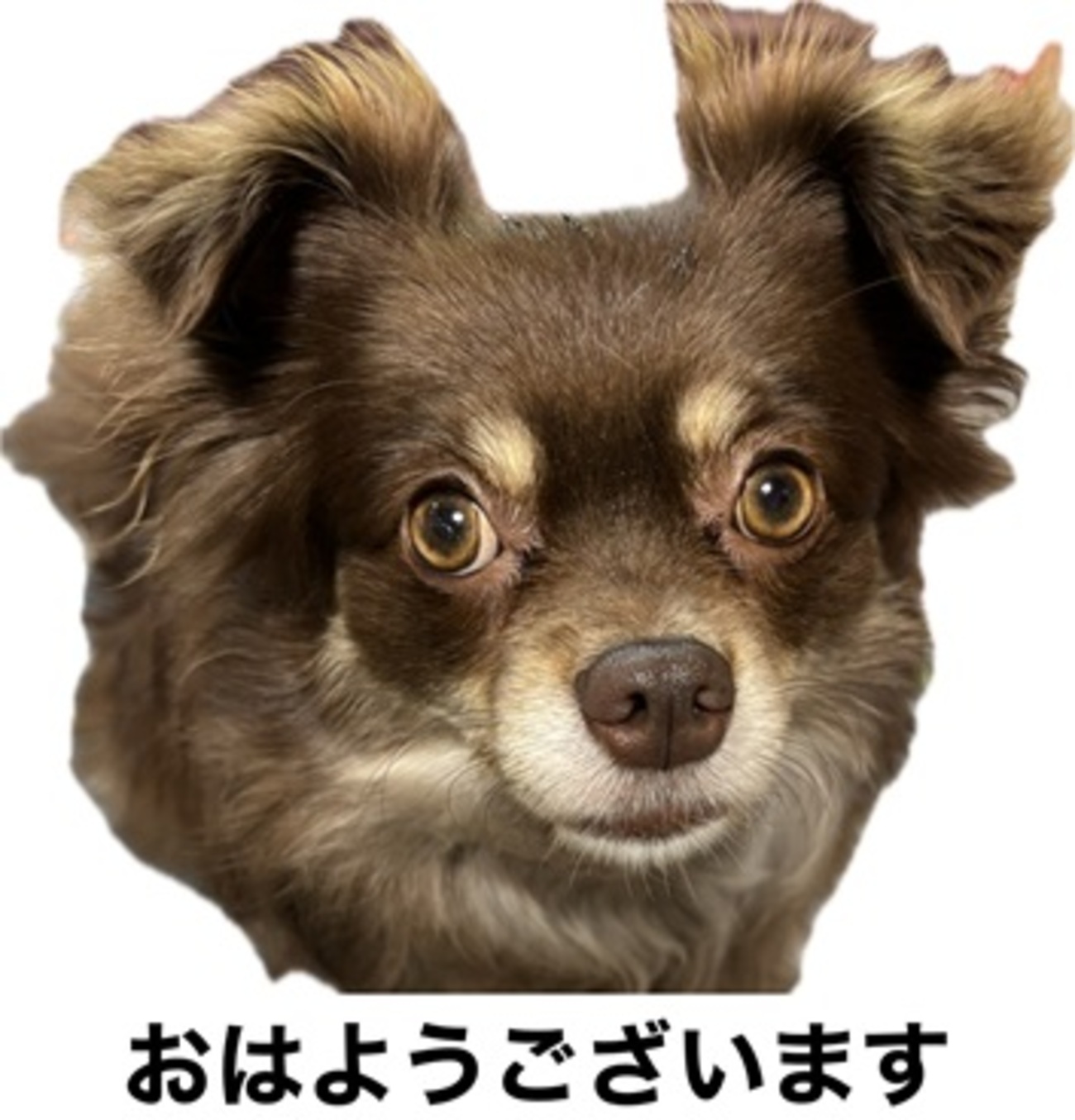 初オクラ - "笑顔で毎日”