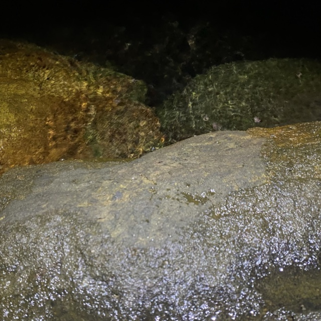 キジハタ釣りの記録｜チャンス到来！数釣りシーズン突入！ - YU-KINの、大自然に感謝っ！