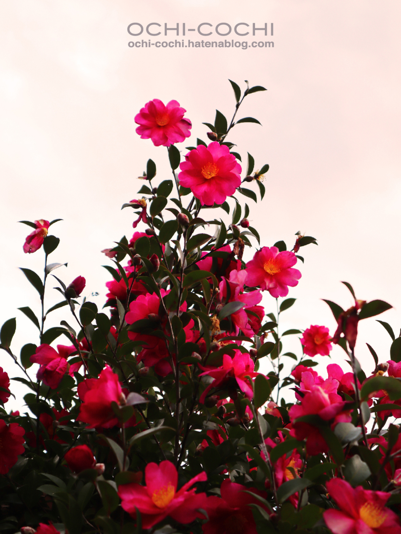山茶花 - 遠近 ochi-cochi