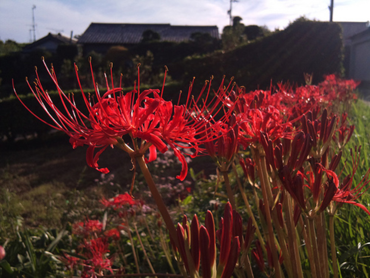 ヒガンバナ - Notebook :: Hibi no Note