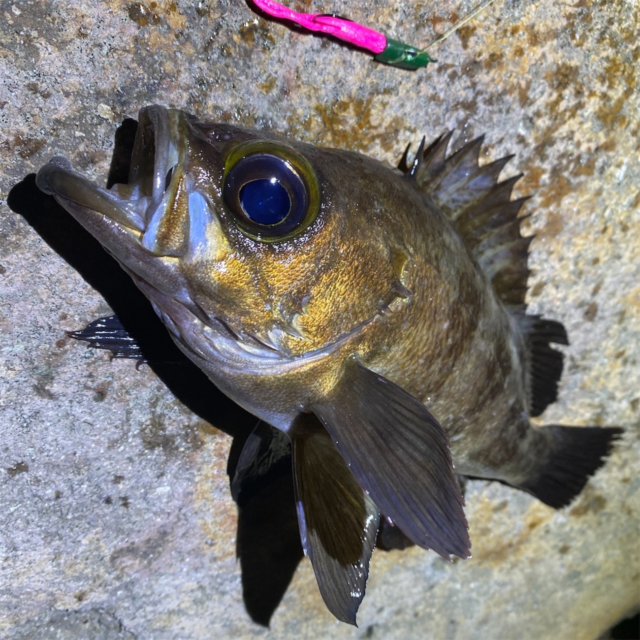 釣れる時は何しても釣れるんです🎣‼️ - YU-KINの、大自然に感謝っ！