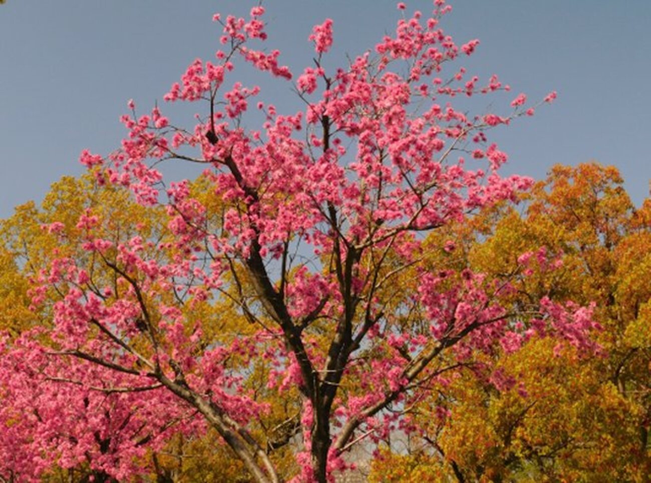 番外編ー重要です - oichan-2’s blog