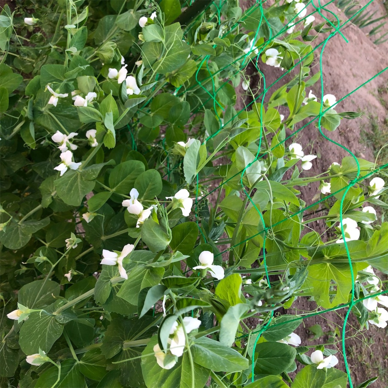 出てきたー😄 - dododo_en’s blog