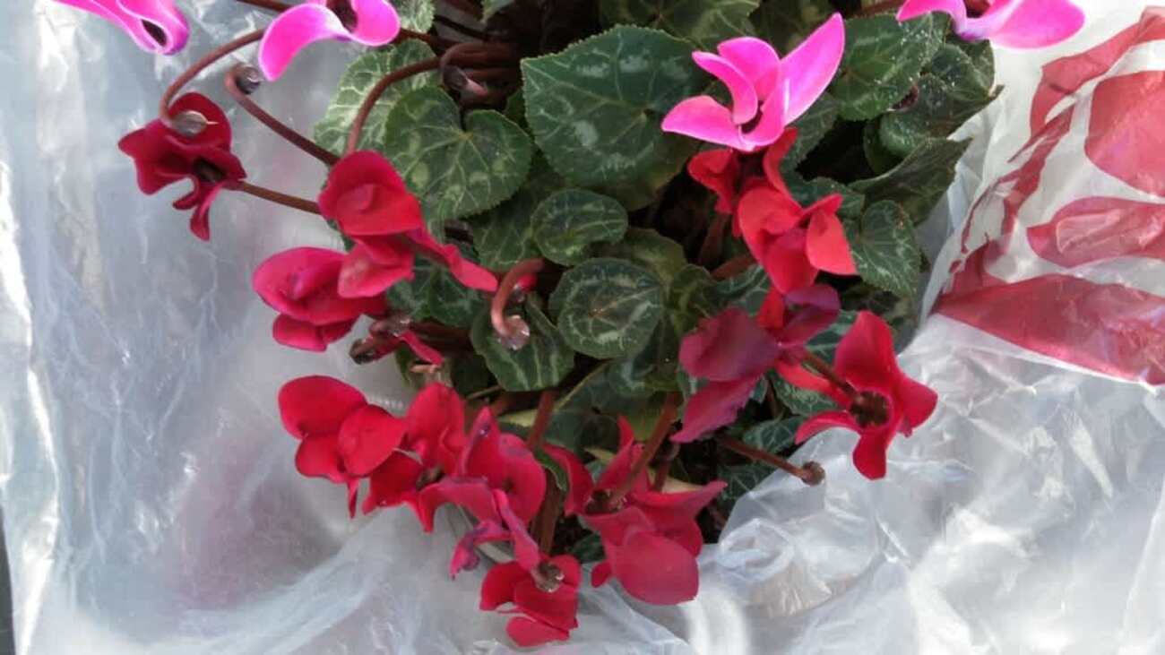 今日は冬至ですね - kyoko-ky211のブログ