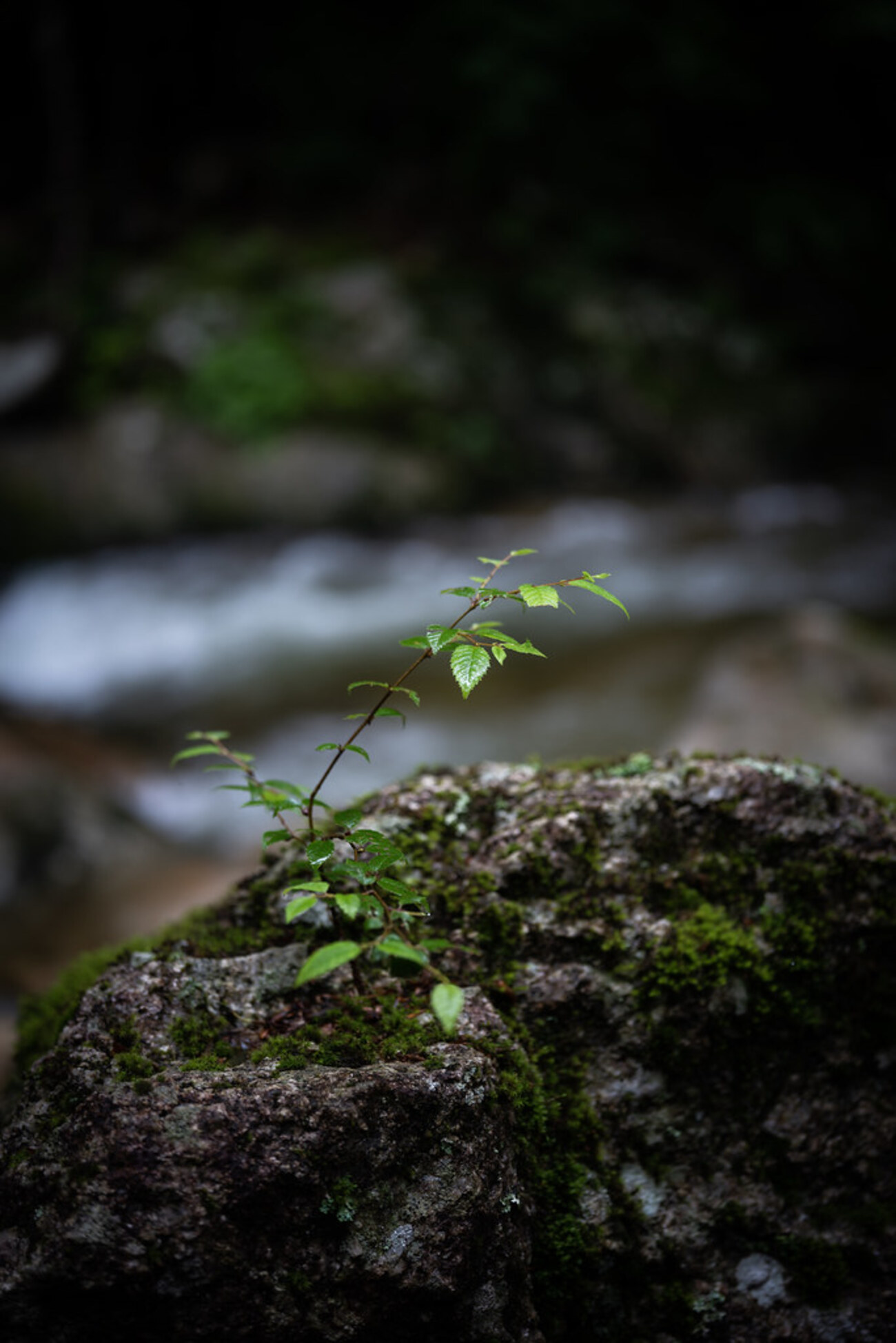 Nature snap #20 - An Ordinary Moment