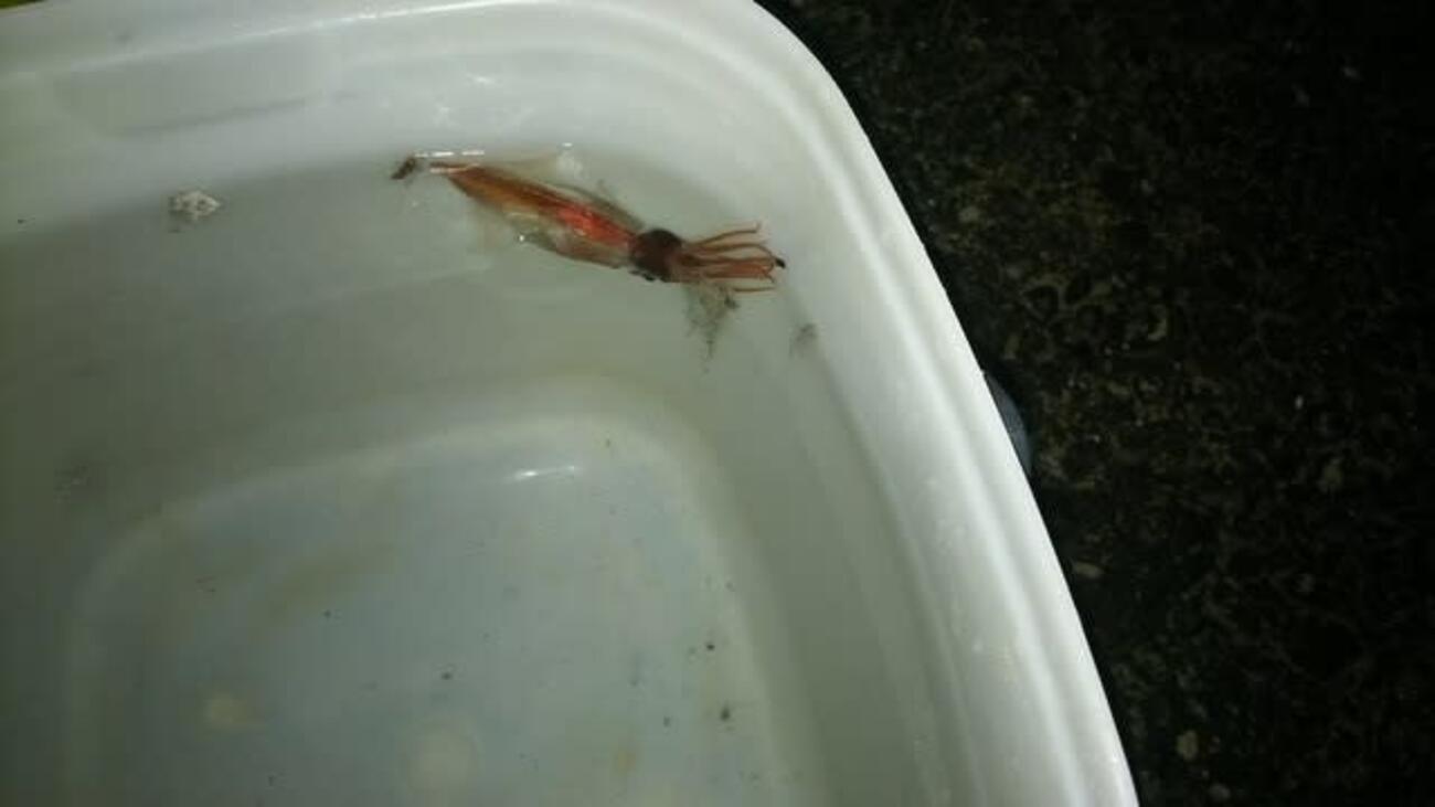 Only One 奇跡の？ホタルイカ！ - Forest Sync.