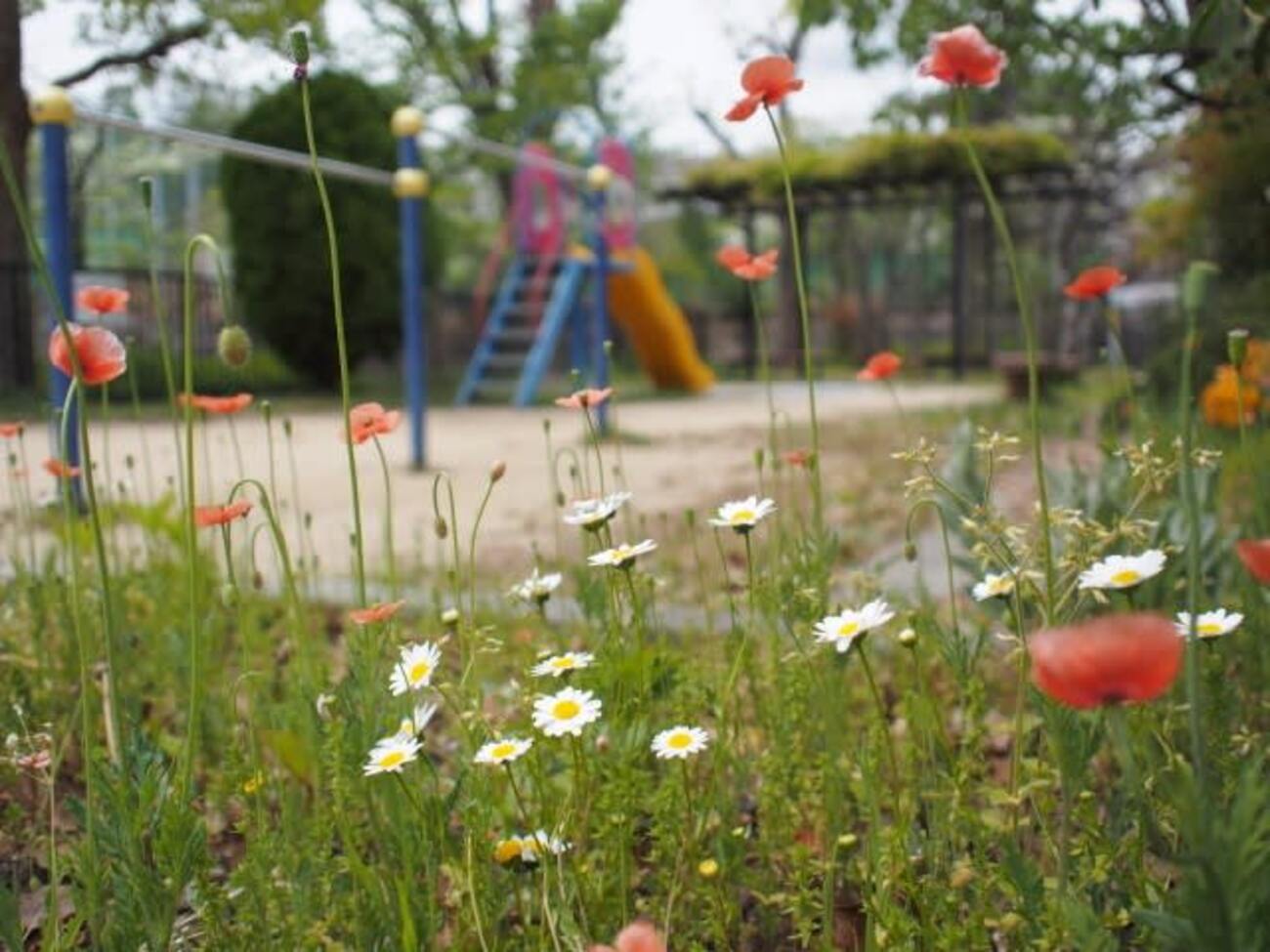 Poppy park. - 余暇馬鹿の時々旅行記