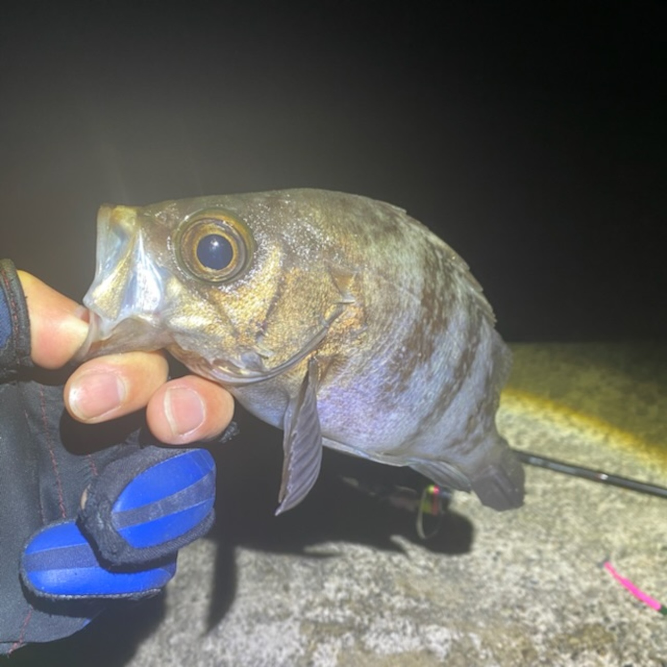 メバルのシーズン到来！初調査ブログ - YU-KINの、大自然に感謝っ！