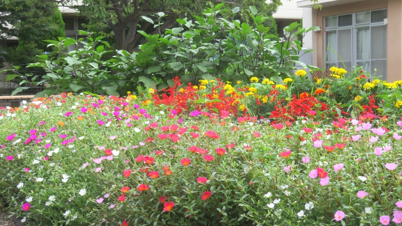 この植物は何でしょう？ - Setubunso のお散歩日記