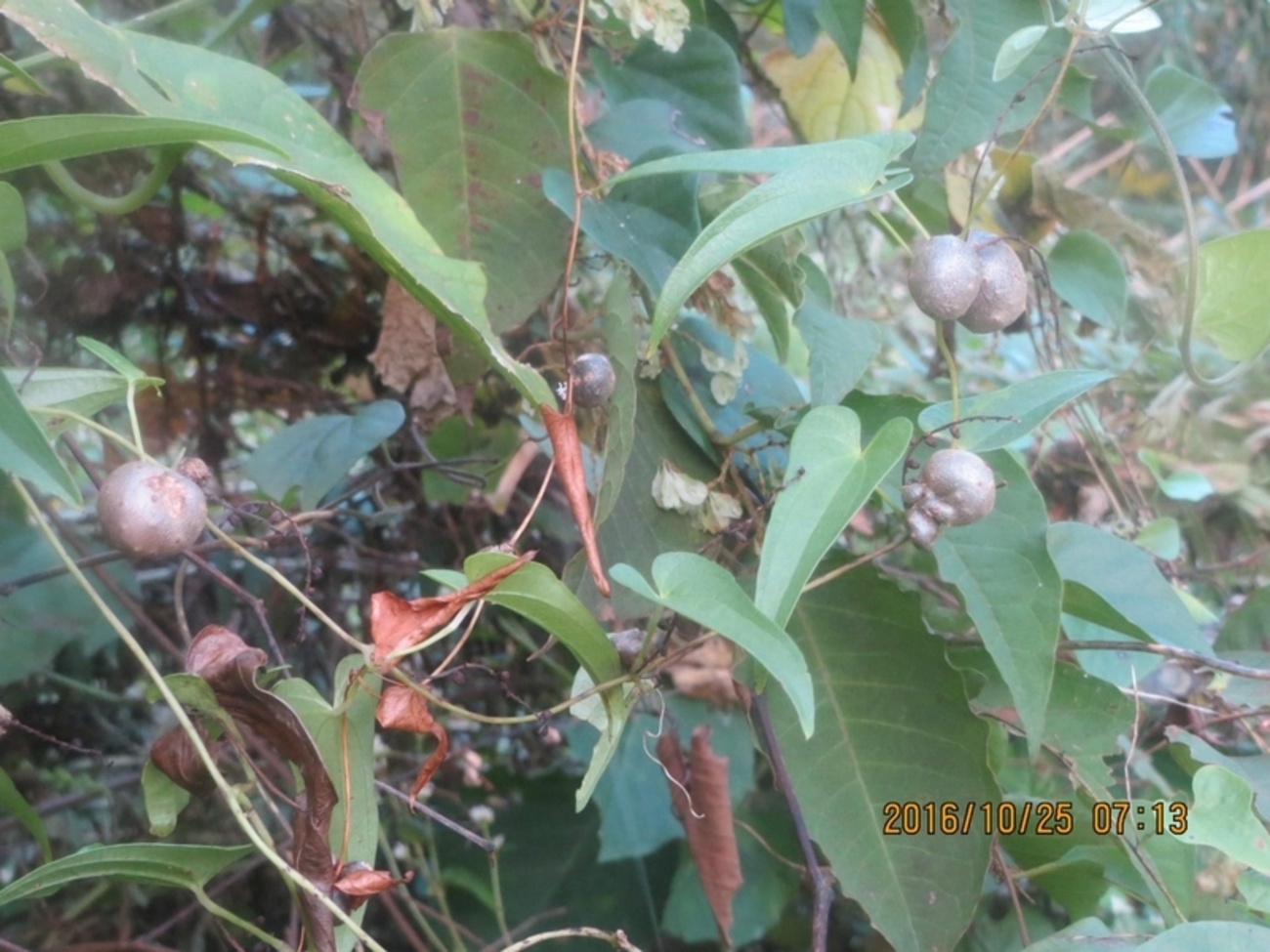 大収穫？。 - 中島鳥山の猟(漁)日記