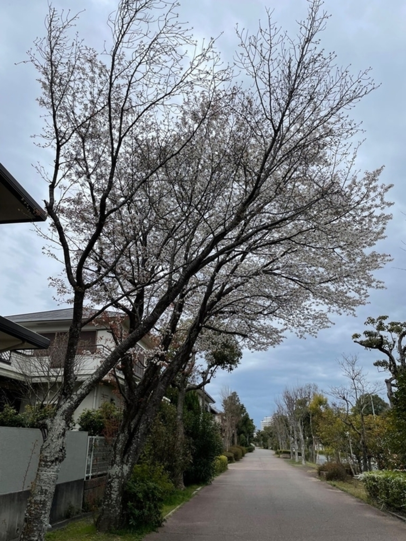 桜咲く - mmalice’s diary