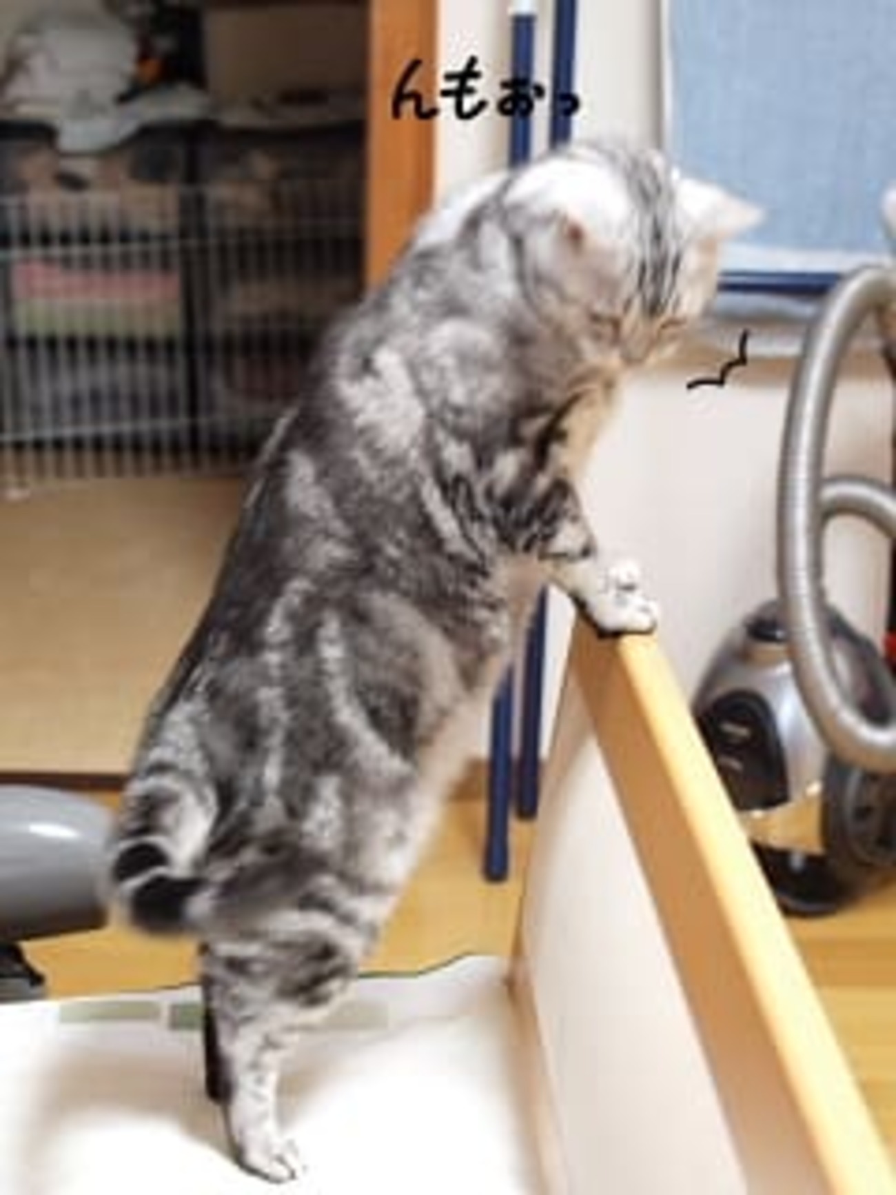 あっくん。 - でぶアメショと愛の無い生活。