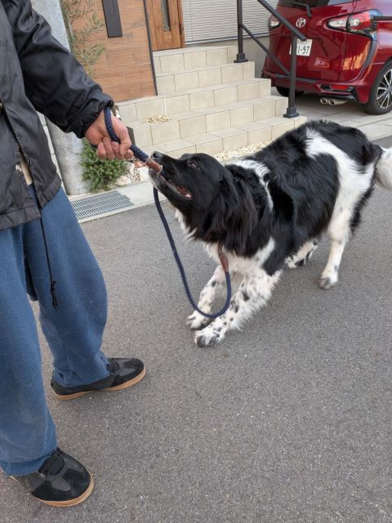 旨い！！干し柿試食、ゼリー状で最高！！ - 愛犬メロンパパの気まぐれ日記