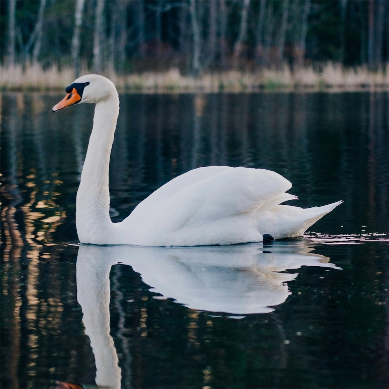 「白鳥」（クラシックの）が妙に怖かった不思議 - Harmonize