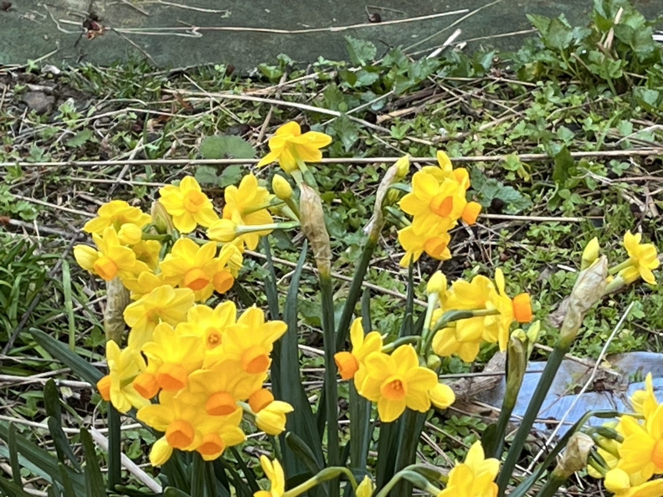 春の訪れを告げる黄色の水仙 - 「おーいおいどん」の家庭菜園・園芸・地域情報