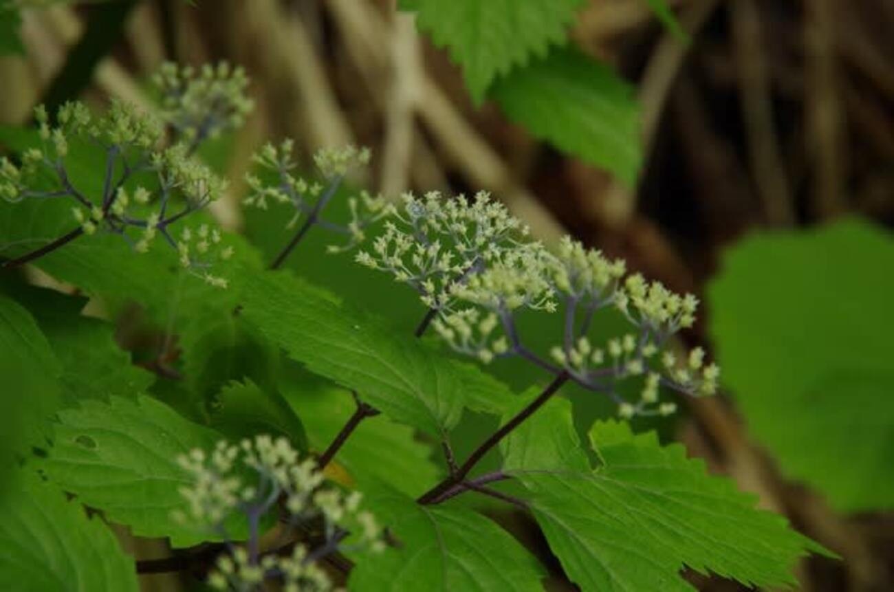 大倉滝と花たち Jul.1（reprise） - Forest Sync.