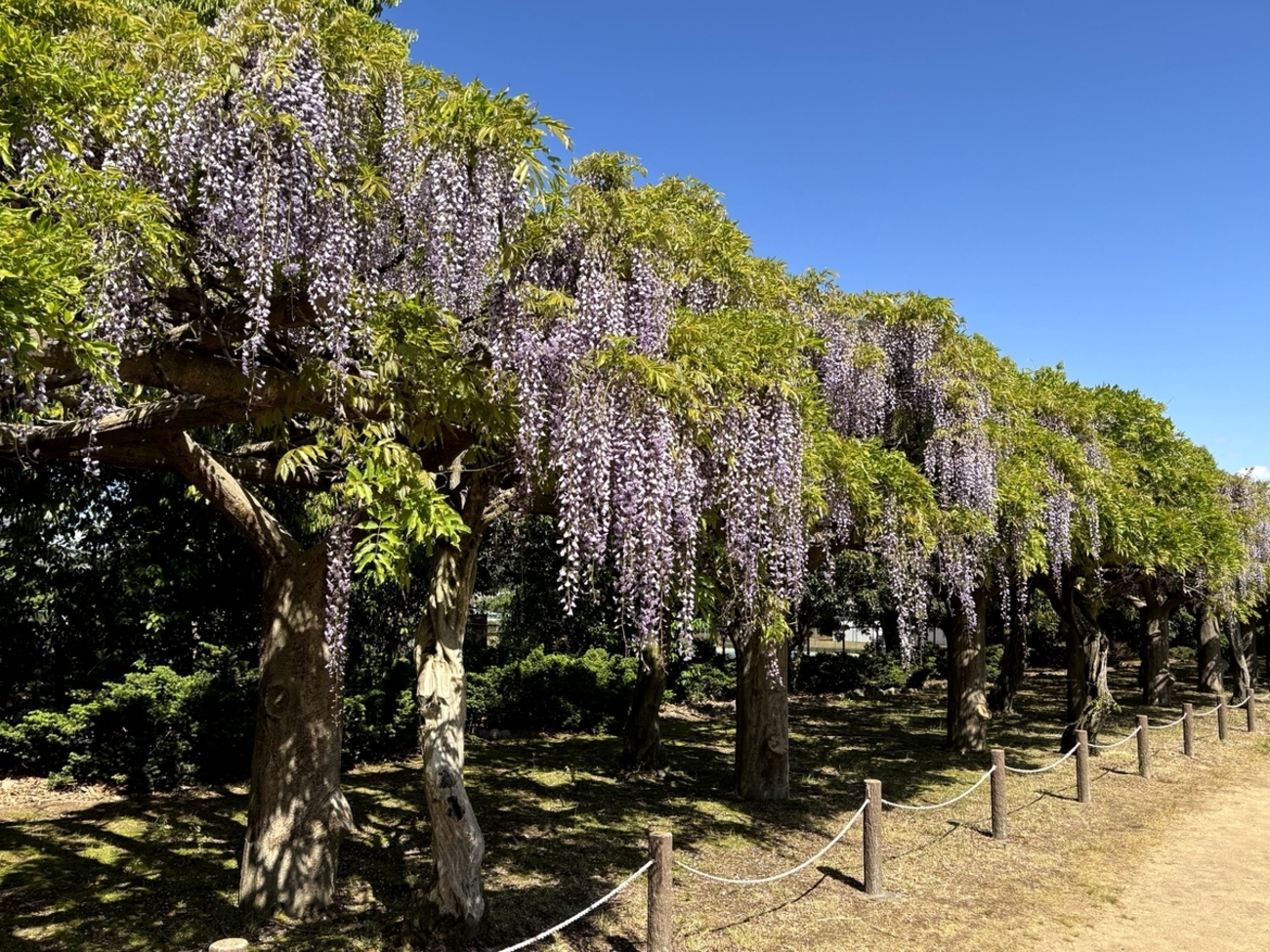 松任グリーンパーク2025年 春／全長310mの藤棚が満開 - とし旅－シニア旅人－ もっとシニアライフを楽しもう！