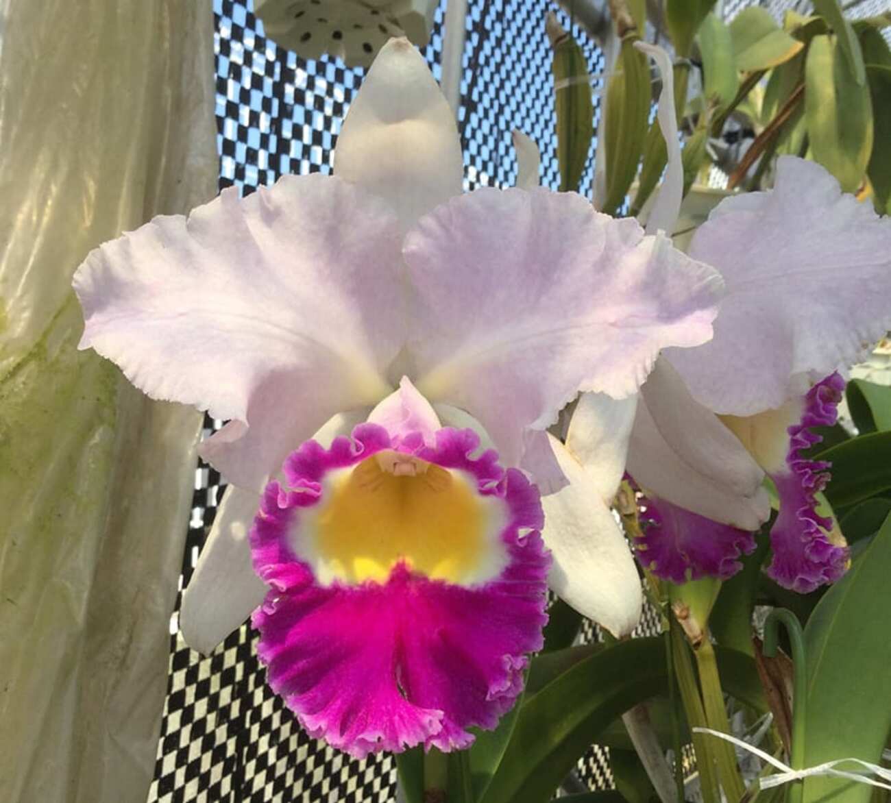 Rlc. Sunnystate's Cherry Song‘Summer Queen’ - カトログ !! ～ カトレヤ交配種のブログ ...