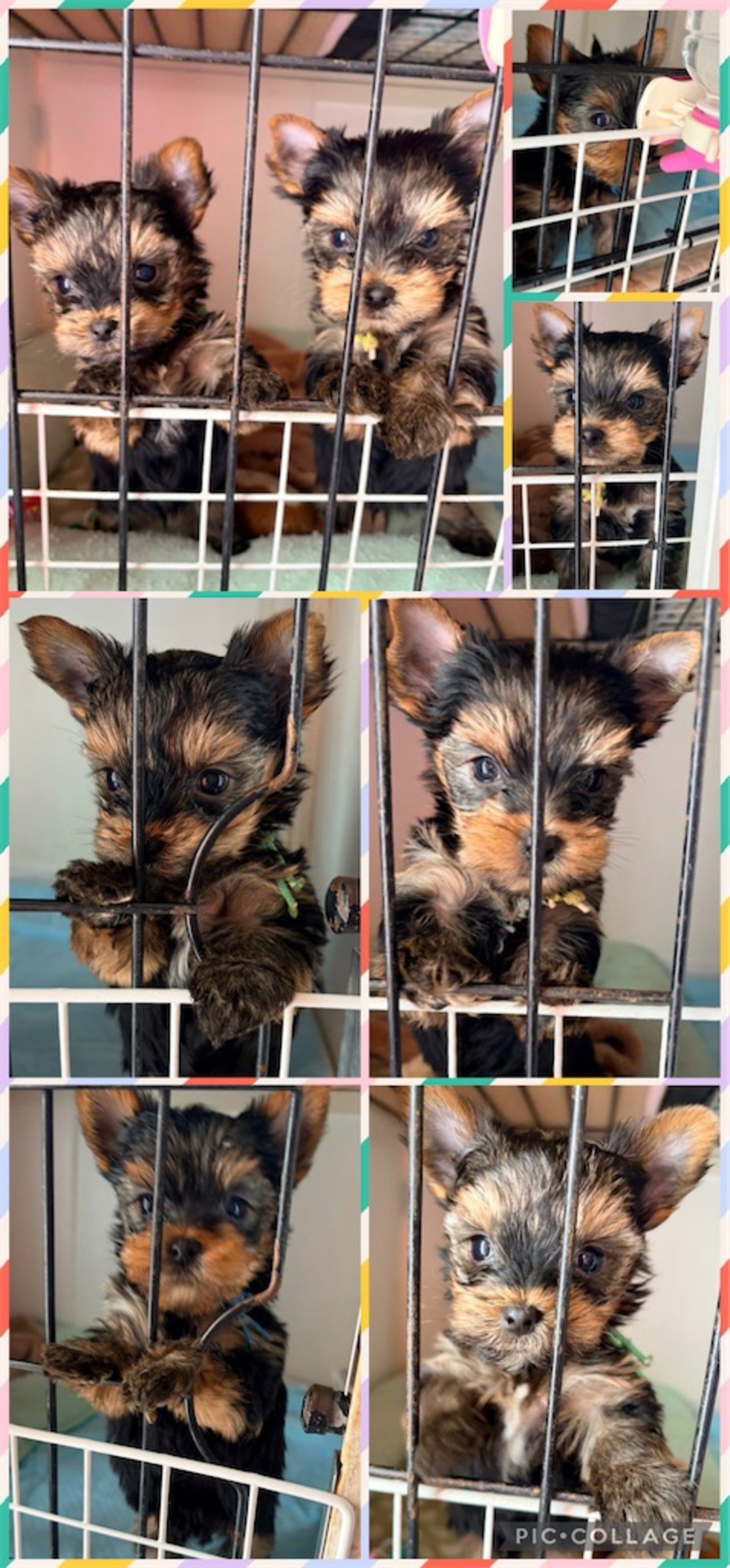 月ちゃんBaby画像 - PRINCESS-VUITTON Diary